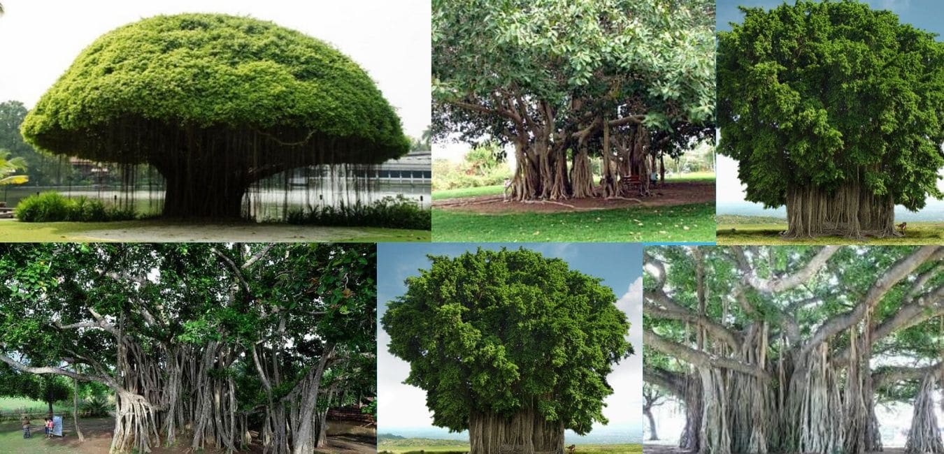 National Tree Of India GSM FORUM TECH